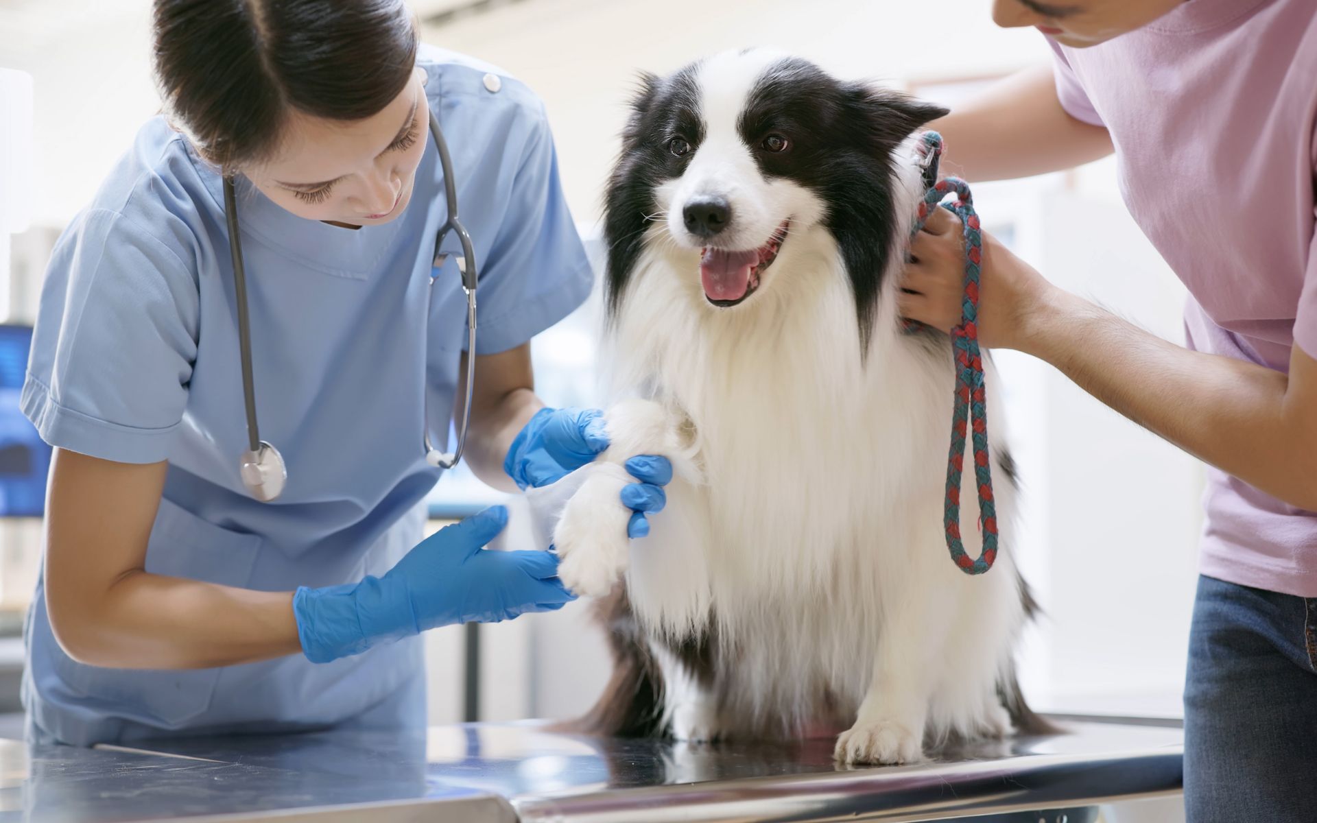 Pet Laparoscopic Surgery Buckeye Lake, OH | Petplex Animal Hospital