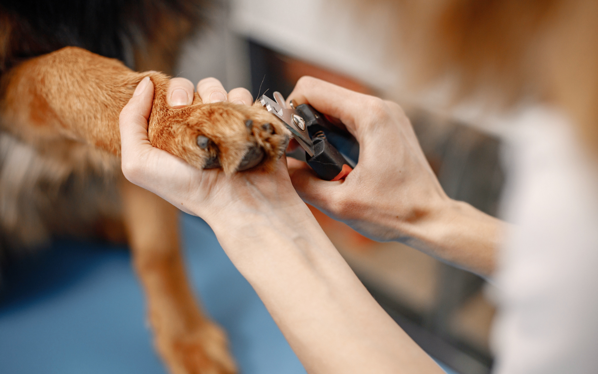Nail Trim Policy In Buckeye Lake, OH 43008 | Petplex Animal Hospital